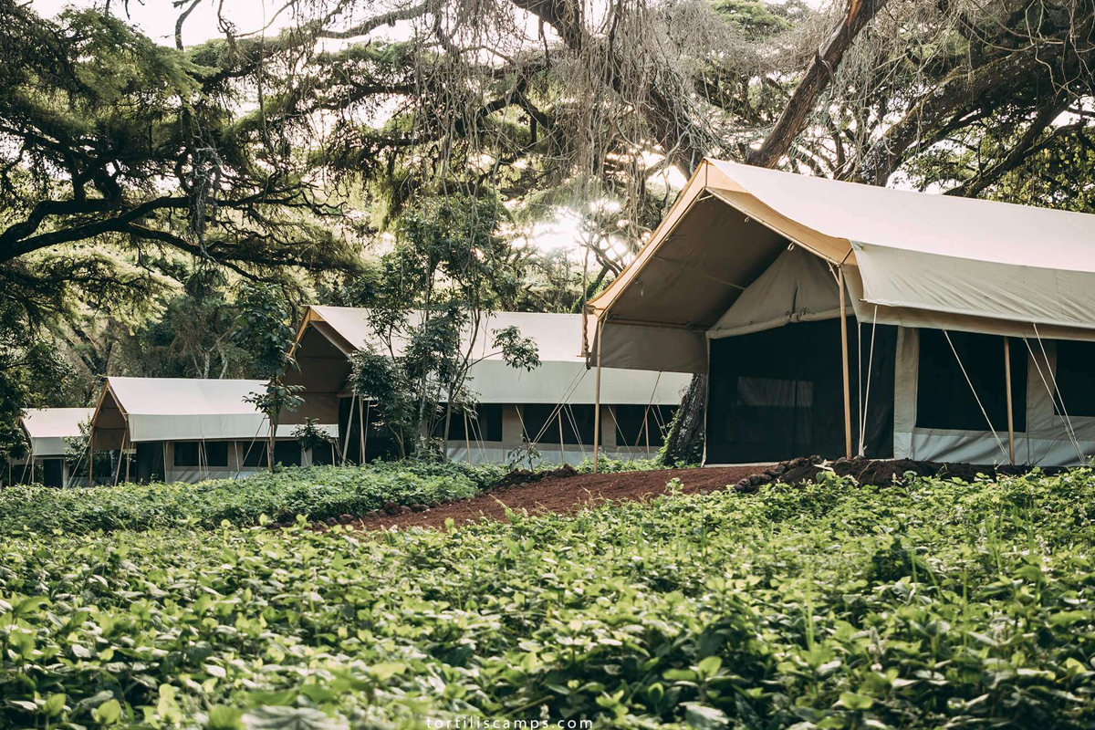 Ngorongoro Tortilis Tented Camp – Luxurious Safari Experience on the ...