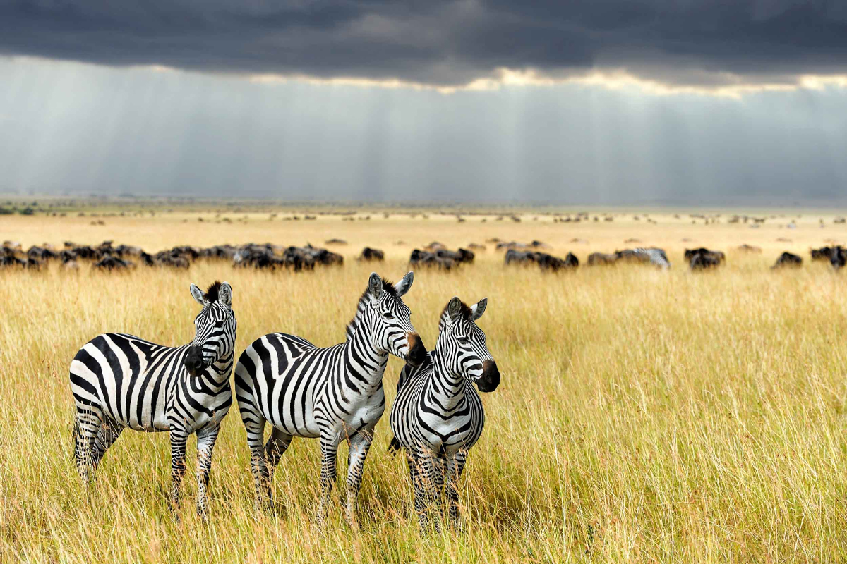 Safari Without Crowds: Best Hidden Parks in Tanzania | Lappet Faced Safaris