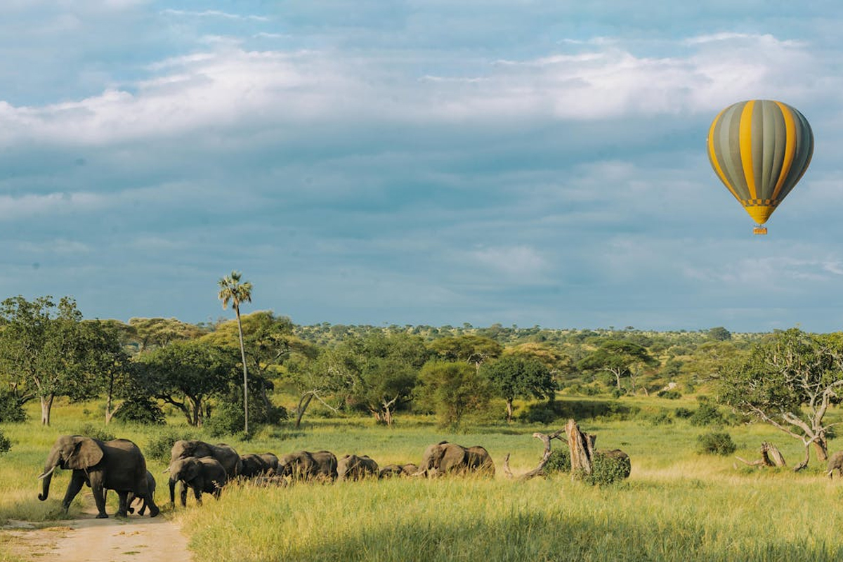Tanzania's Tourism Boom: Record 74 Million Visitors in 2024 | Lappet ...