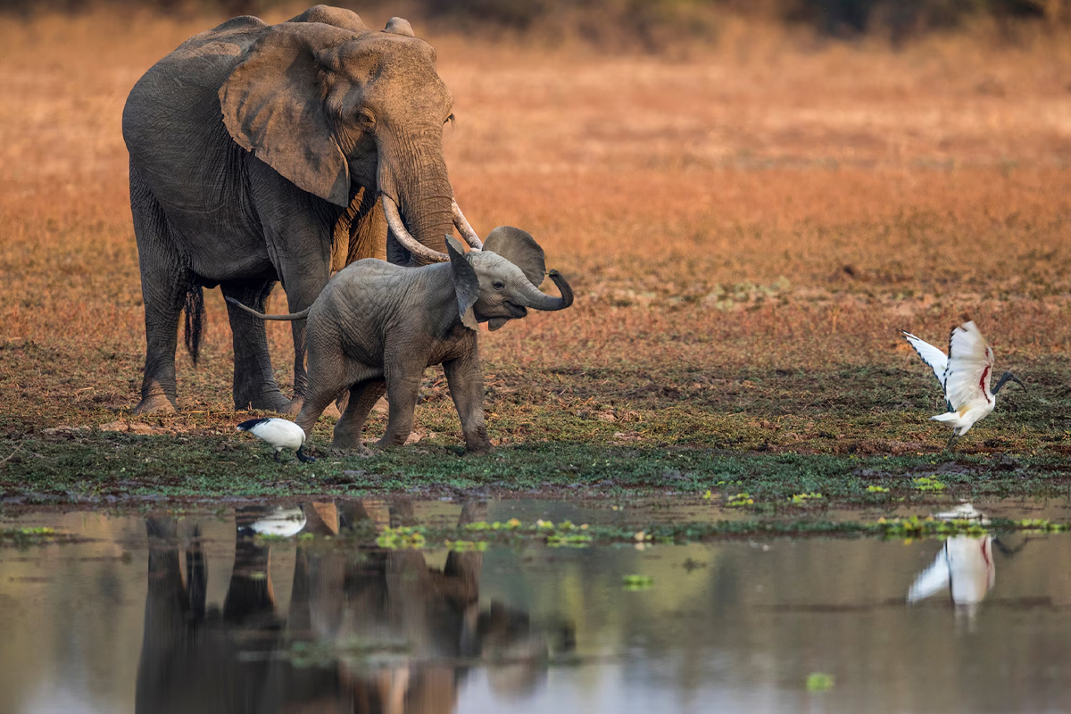 Walking Safaris: See Wild Animals on Foot | Lappet Faced Safaris