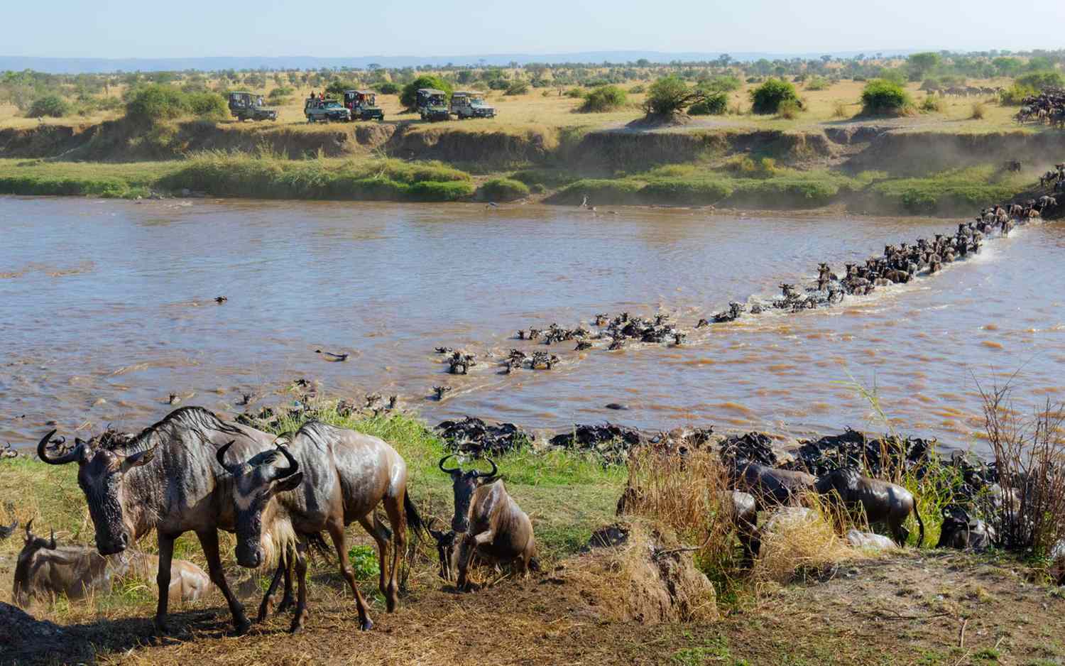 Where Is The Best Place To See The Great Migration? | Lappet Faced Safaris